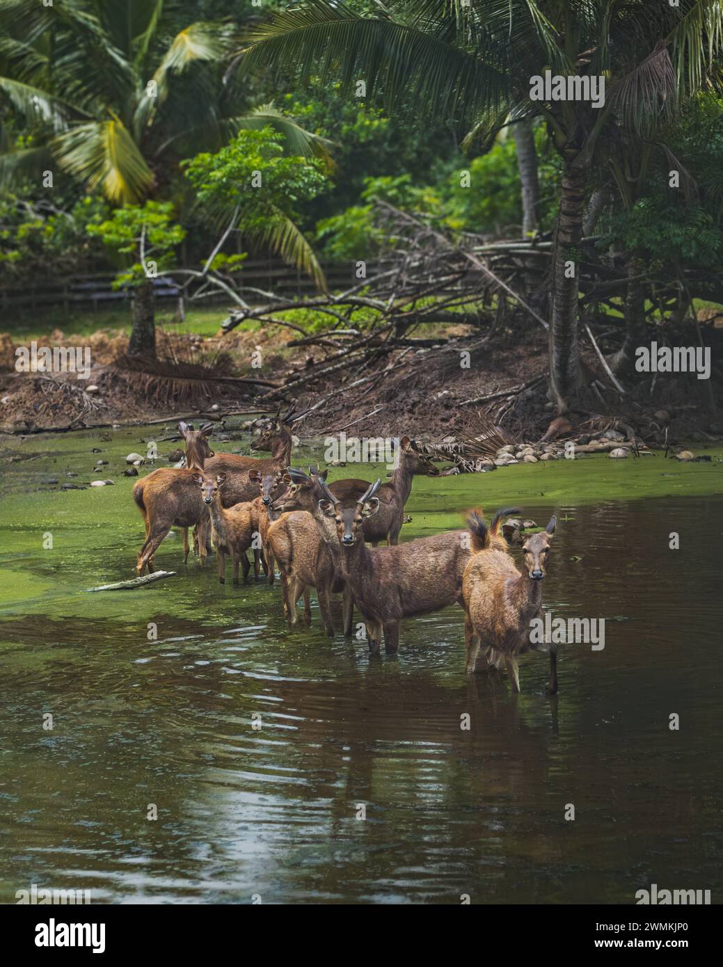this group of Sambar deer is the Bornean Deer species, Rusa Unicolor ...