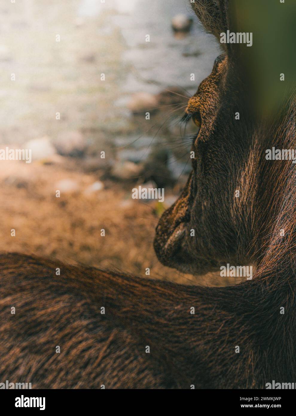 this Sambar deer of Borneo is the most friendly Rusa Deer Stock Photo ...