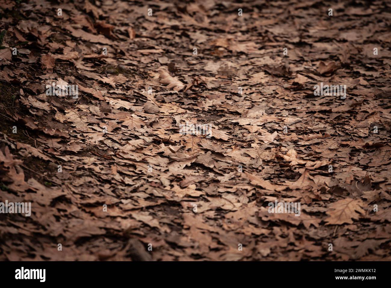 As autumn heralds its presence, a thick blanket of dry oak leaves ...