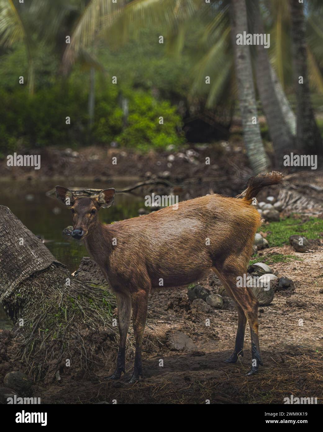 Indonesia borneo kalimantan male hi-res stock photography and images ...