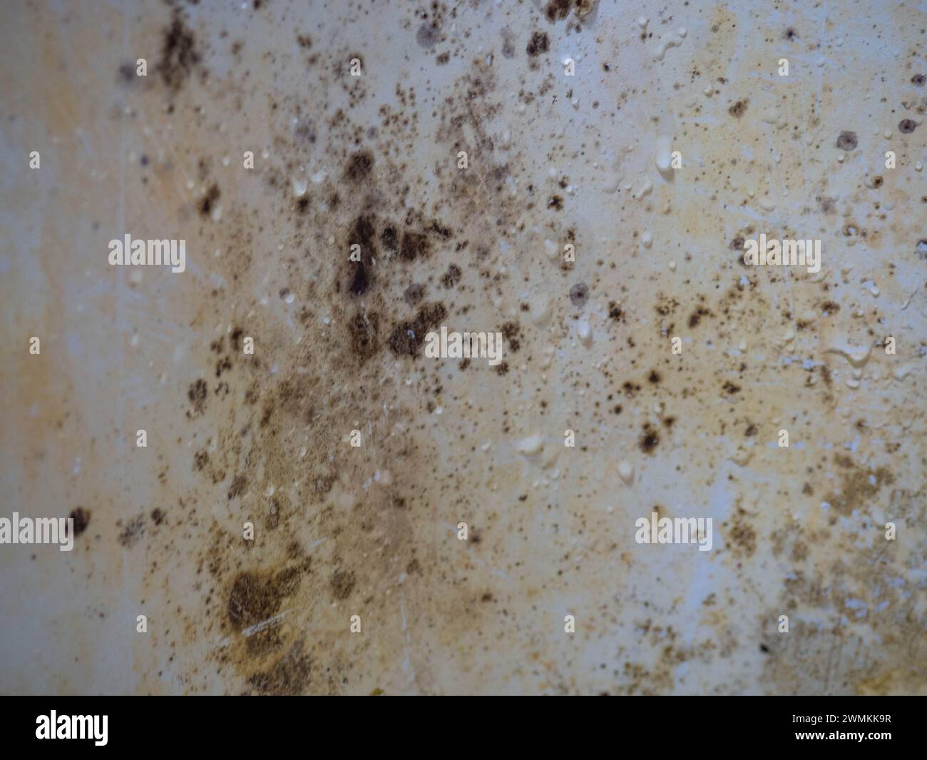 Mold and plaque on bathroom enamel. Dirt and infection. Needs cleaning ...