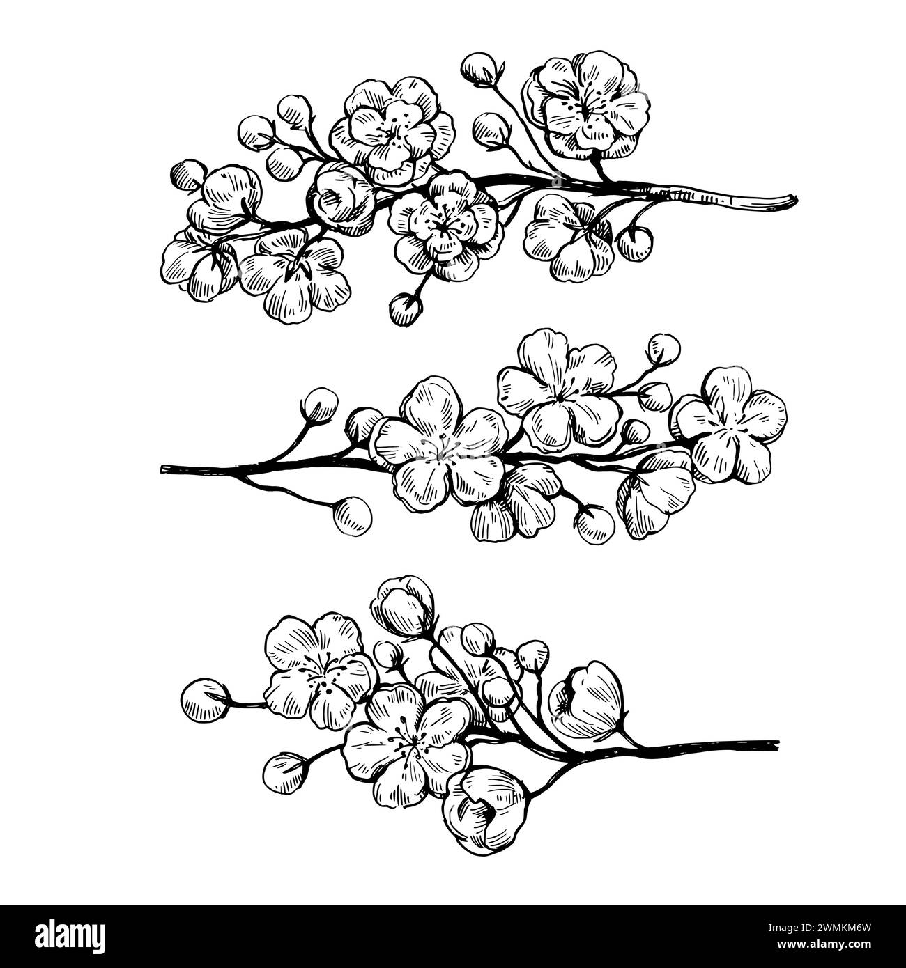 Sakura blooming branches. Black and white outline ink drawing. Vector ...
