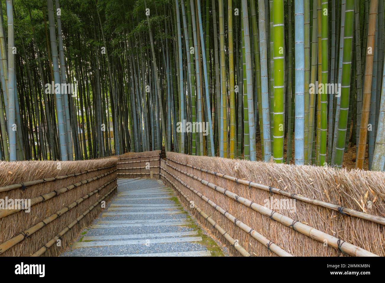 A Bamboo Grove at Adashino Nenbutsuji Temple in Kyoto, Japan Stock ...