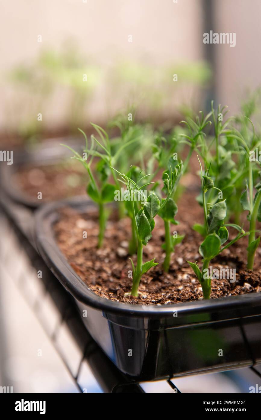 How to grow microgreens hi-res stock photography and images - Alamy