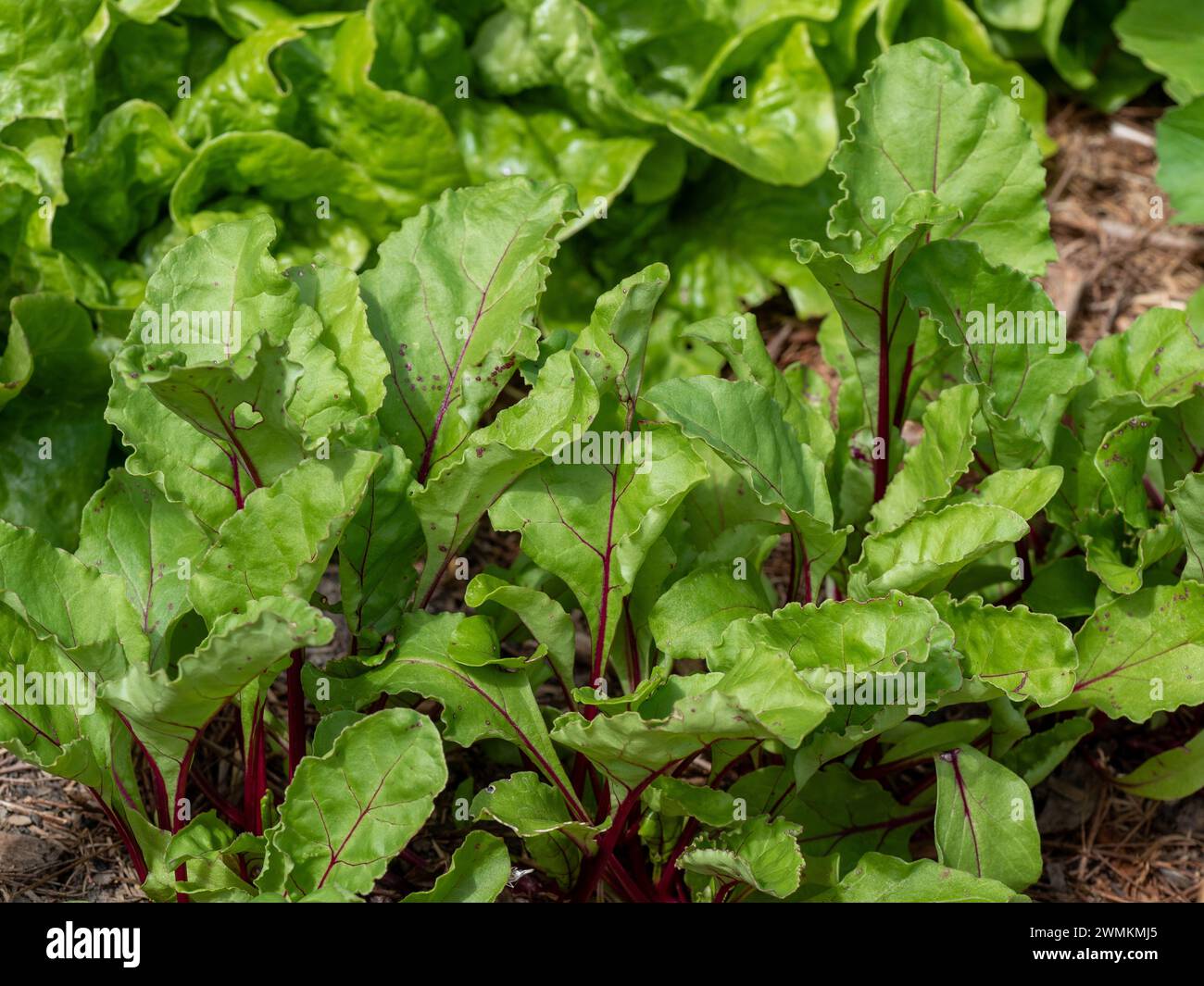 Young plants Beetroot seedlings, green leaves and purple stems, growing ...