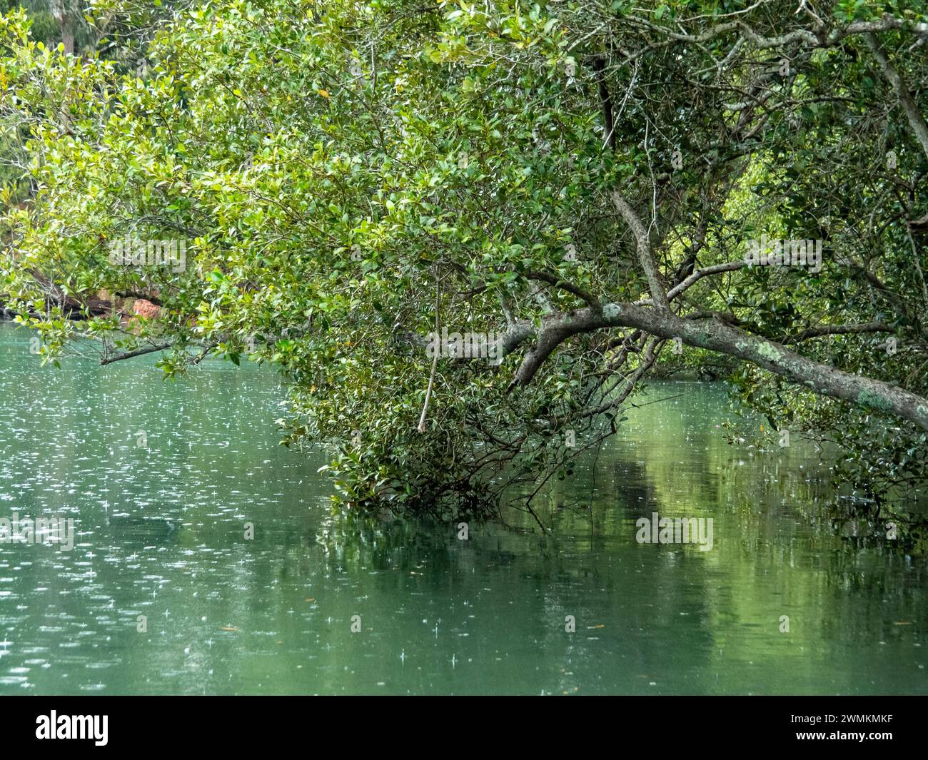 Tree branch over green river water with rain falling, Coffs Creek nSW ...