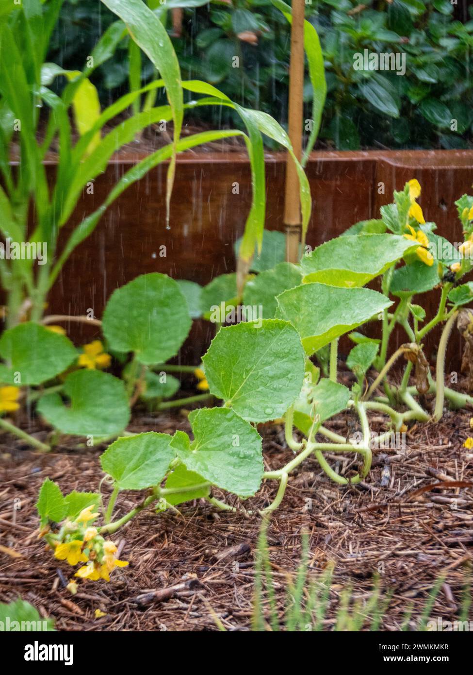 Cucumber plant vine trailing along a raised garden bed with its yellow ...