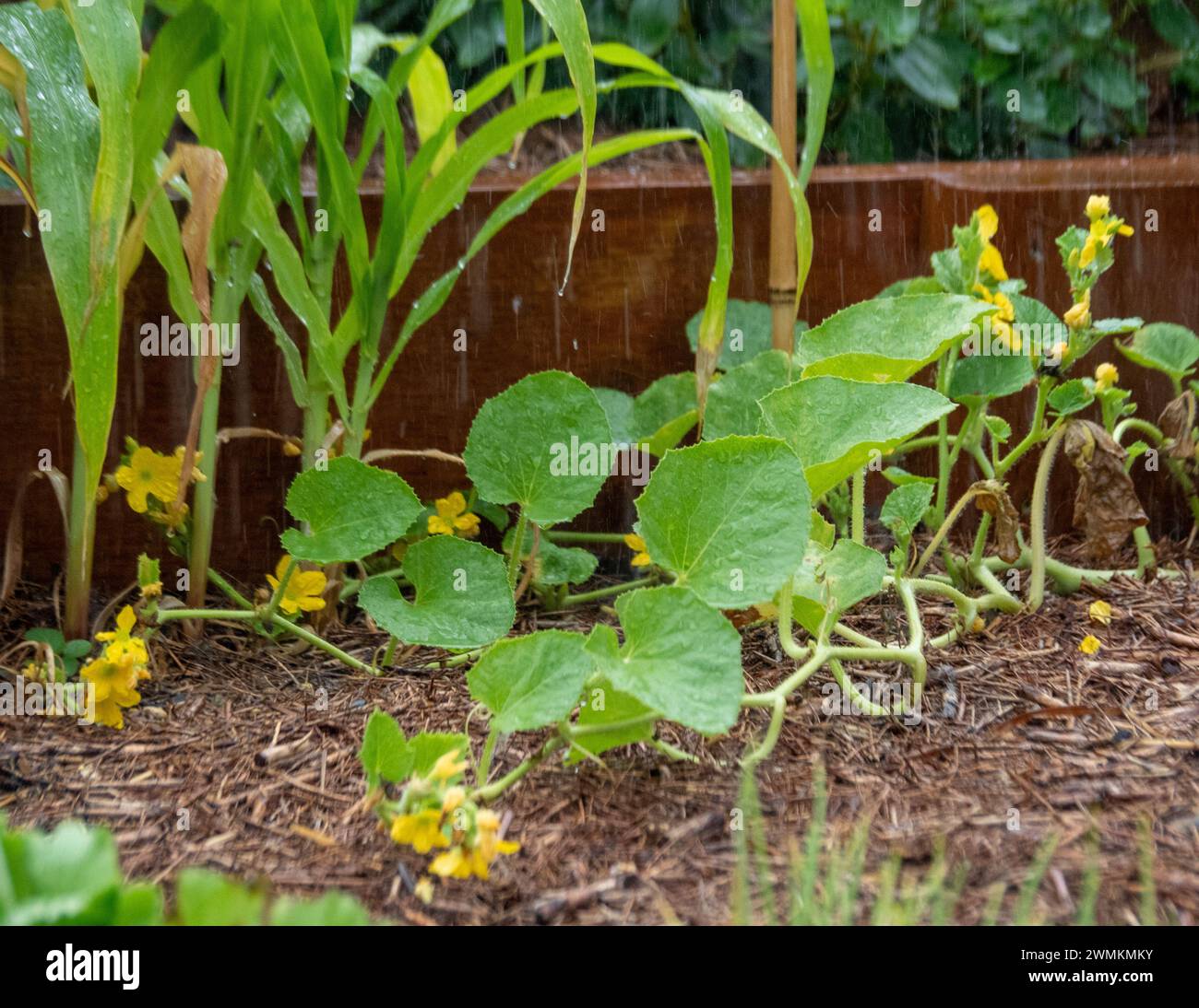 Cucumber plant vine trailing along a raised garden bed with its yellow ...