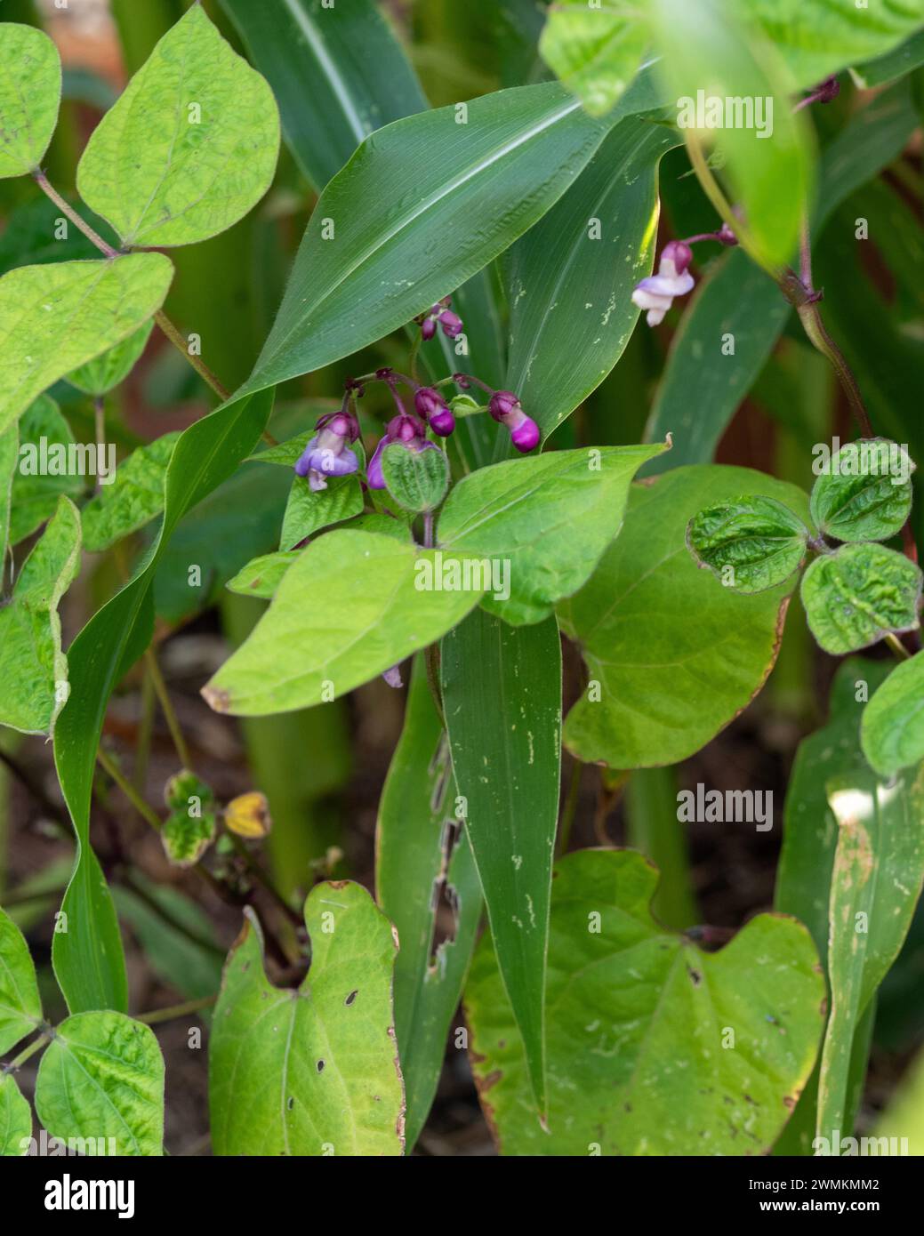 Corn stalks and purple beans, companion planting in an Australian ...