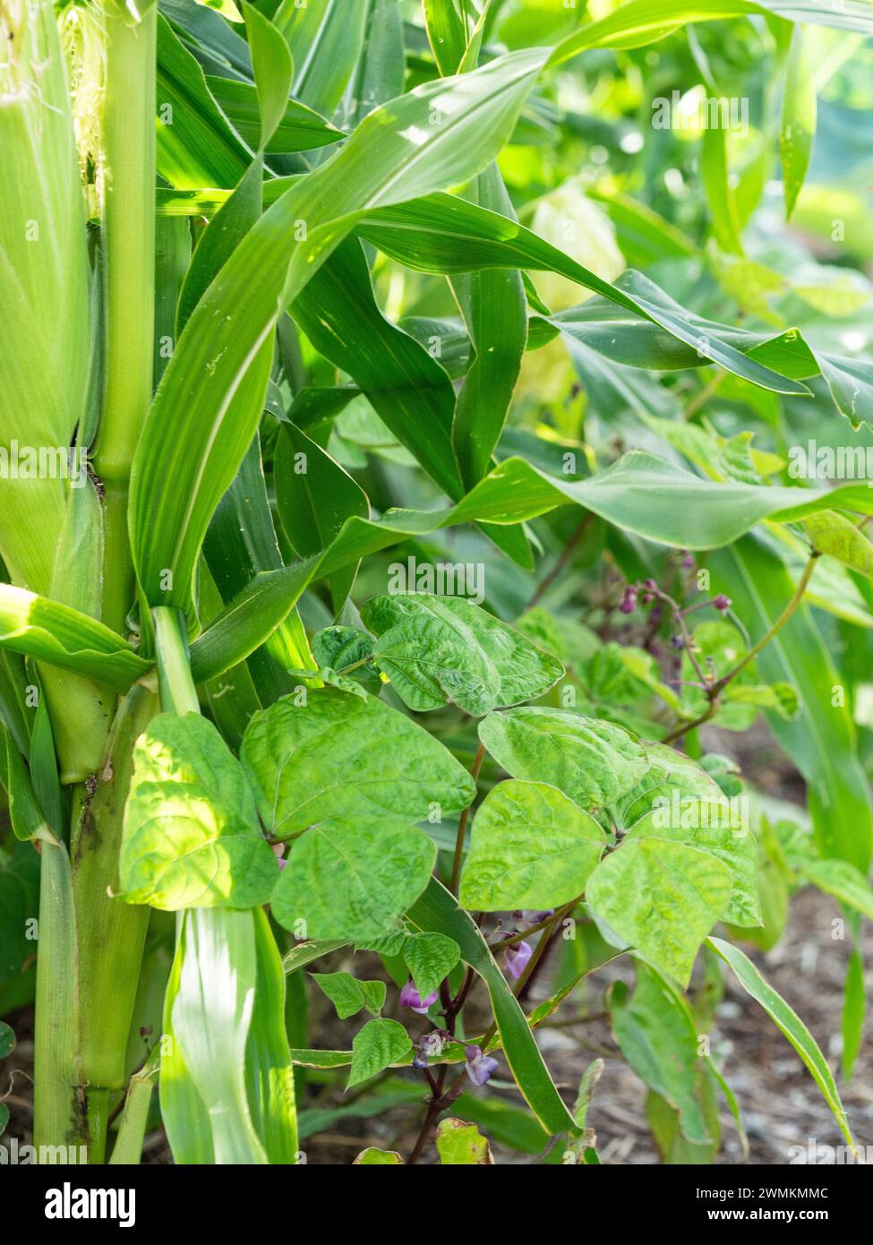 Corn stalks and purple beans, companion planting in an Australian ...