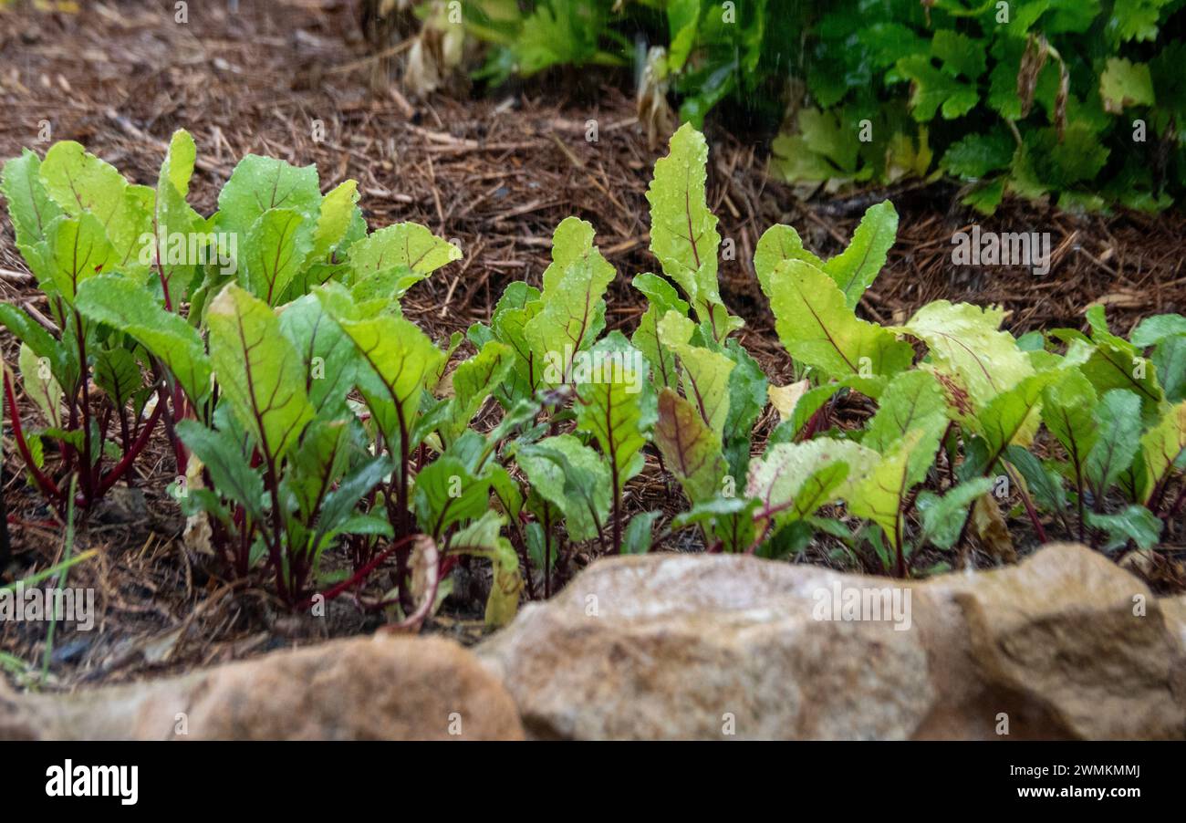 Young plants Beetroot seedlings, green leaves and purple stems, growing ...