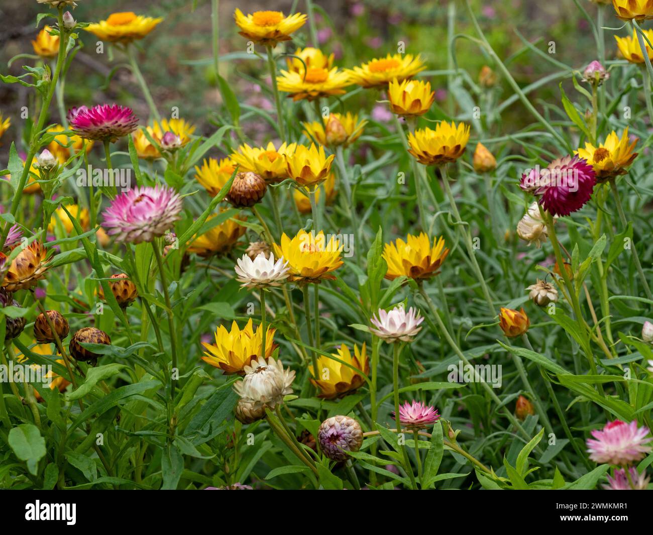 Australian native paper daisy hi-res stock photography and images - Alamy