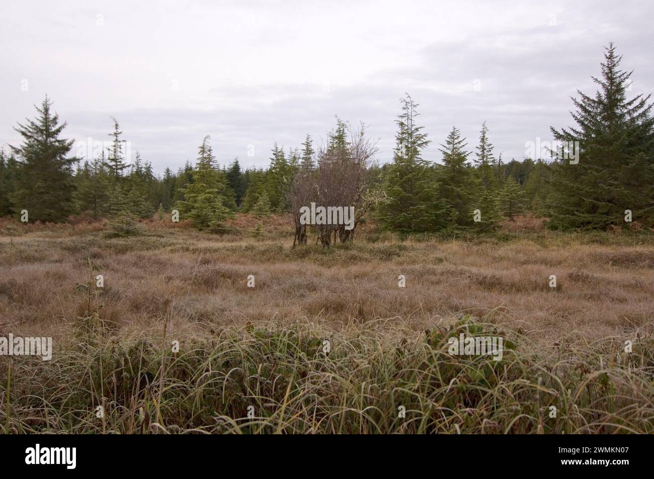 Lake ozette triangle trail hi-res stock photography and images - Alamy