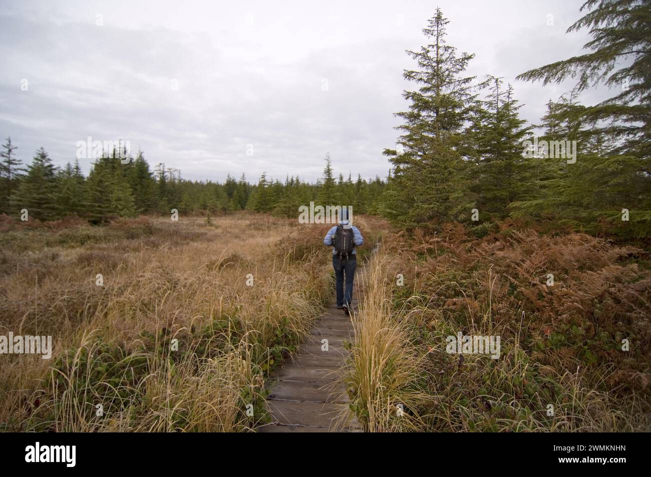 Indian women hiking on the wooden boardwalk in forest Ozette triangle ...
