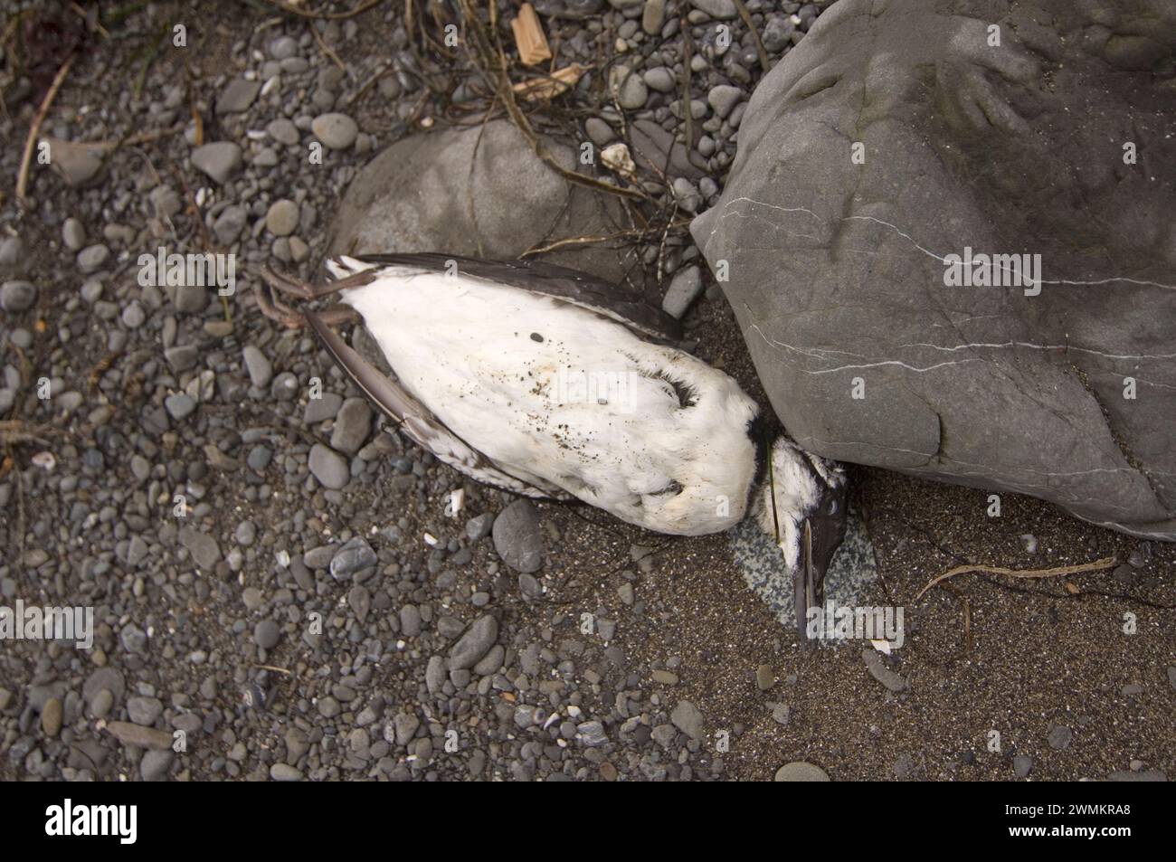 dead seabird Northwest Washington coastline at lake Ozette old indian ...