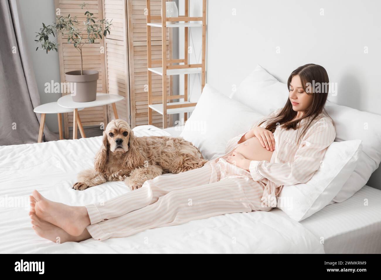 Young pregnant woman with cute cocker spaniel lying in bedroom Stock ...