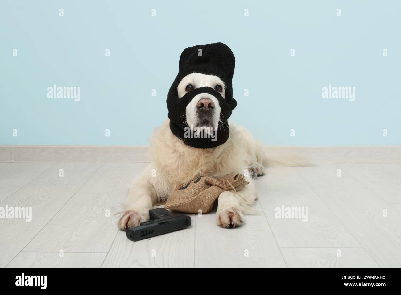 Adorable labrador dog in balaclava with gun and money bag near blue ...