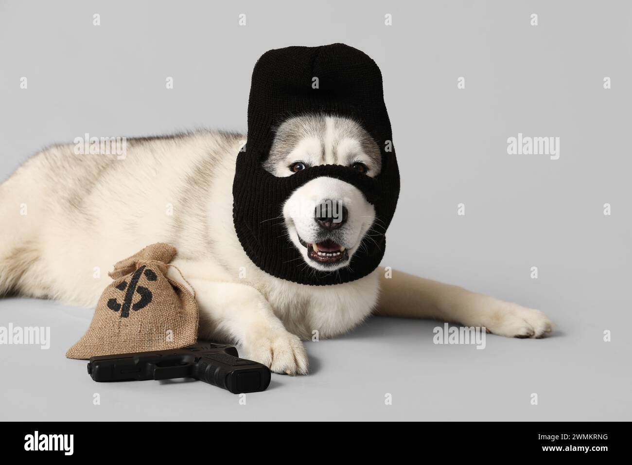 Adorable husky dog in balaclava with money bag and gun on white ...