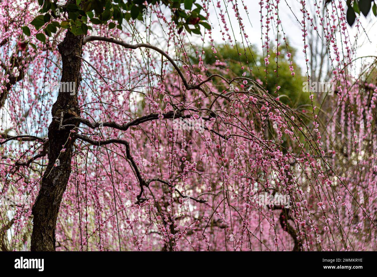 Plum trees blossoming in early spring in Japan in February 2024 Stock ...