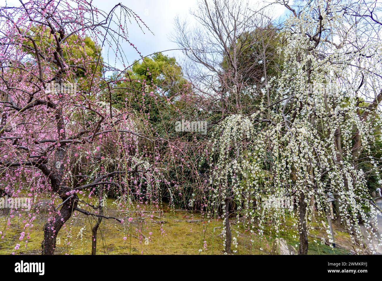 Plum trees blossoming in early spring in Japan in February 2024 Stock ...