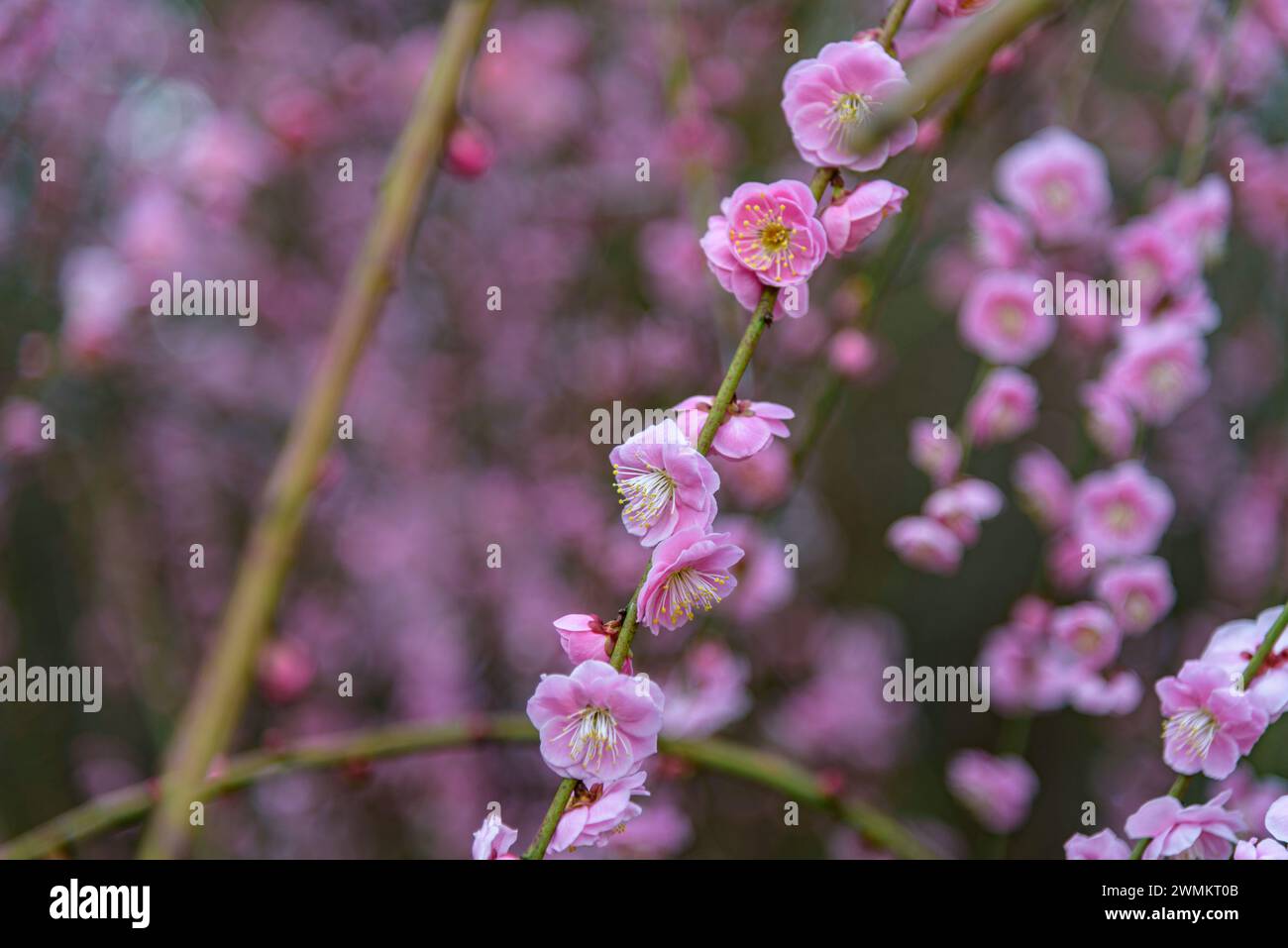 Orchard blossom 2024 hi-res stock photography and images - Alamy