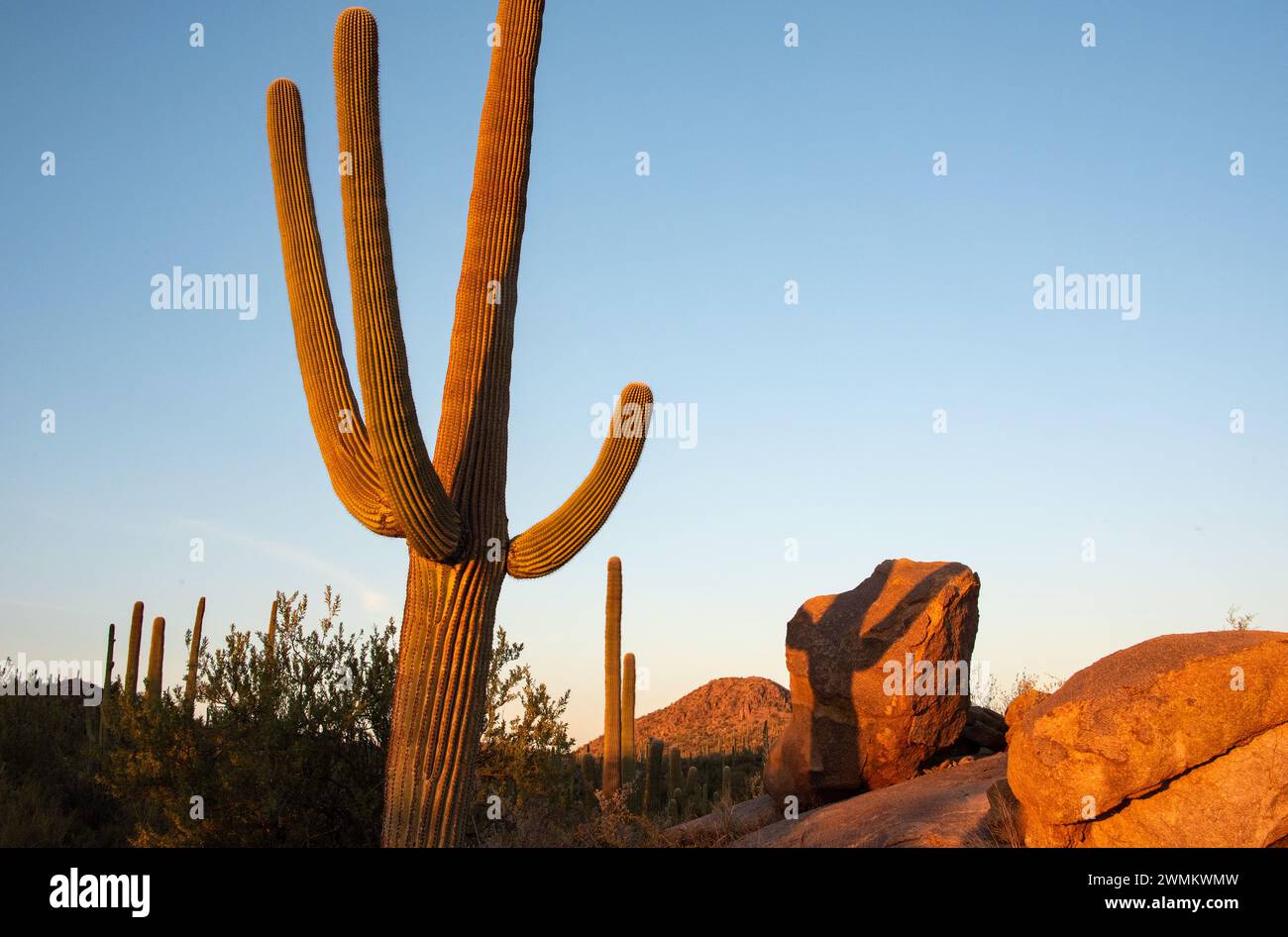 Saguaro cactus (Carnegiea gigantea) and shadow Stock Photo - Alamy