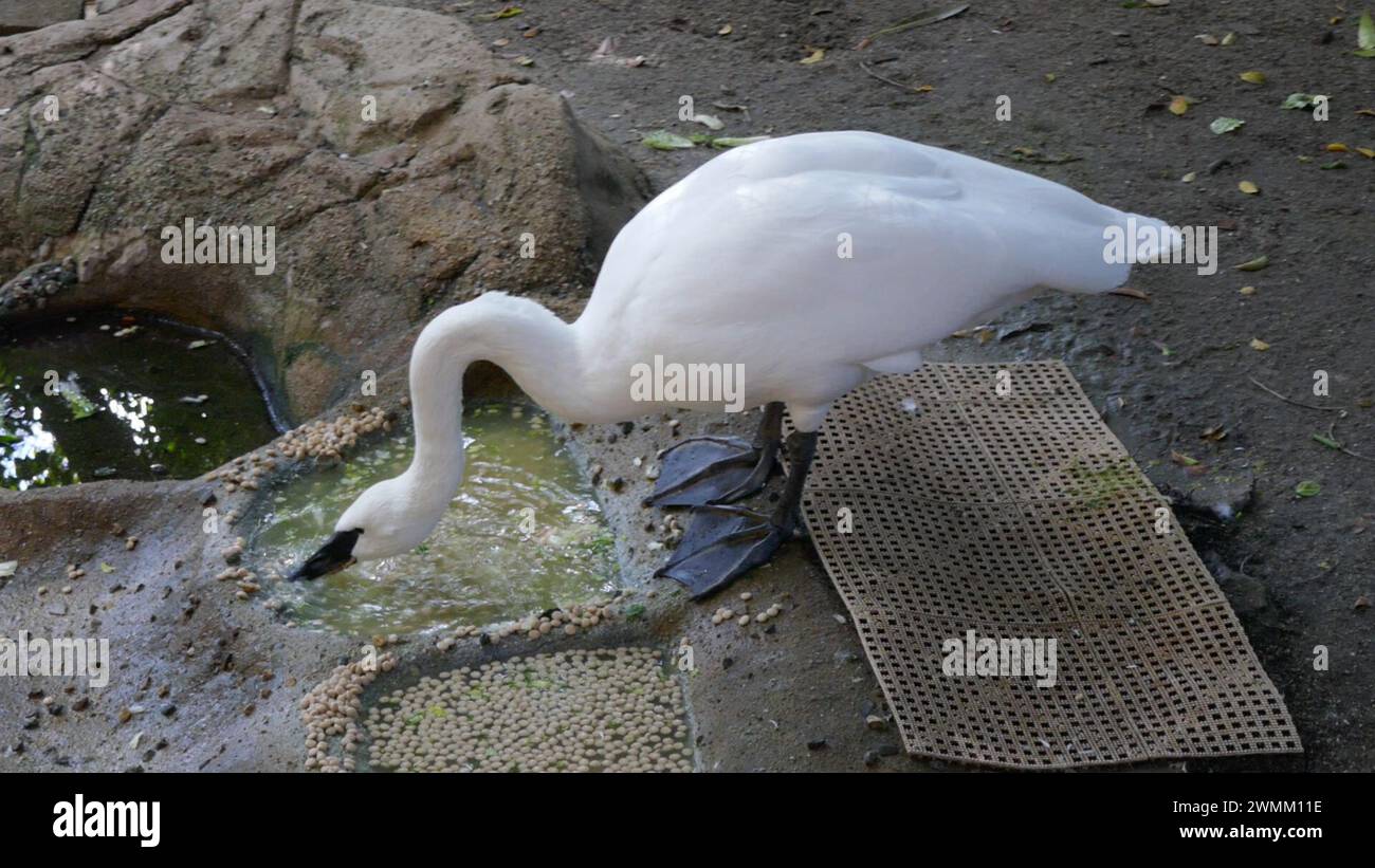 Los Angeles, California, USA 22nd February 2024 Swan in Aviary at LA ...