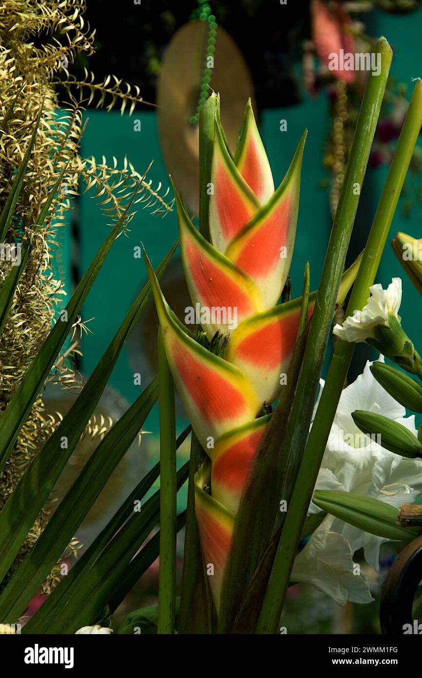 View of Heliconia Rostrata Flowers at Republic Day Flower Show in ...
