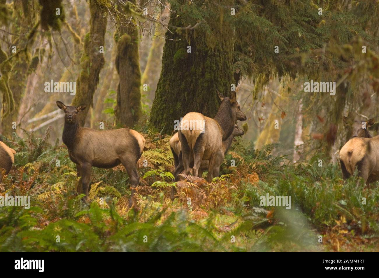Roosevelt elk Cervus elaphus cows in the rainforest of the Quinault ...