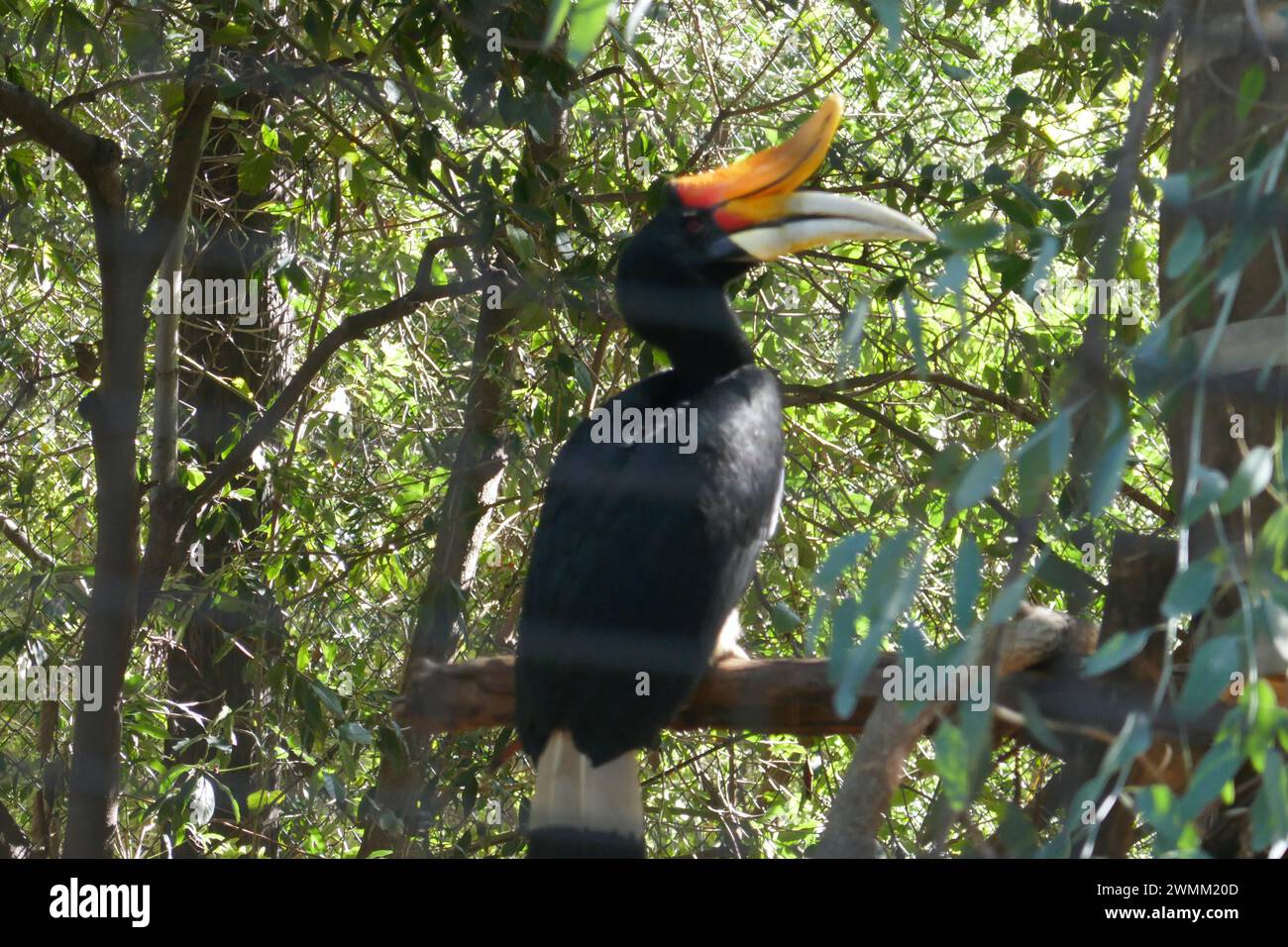 Los Angeles, California, USA 22nd February 2024 Rhinoceros Hornbill ...