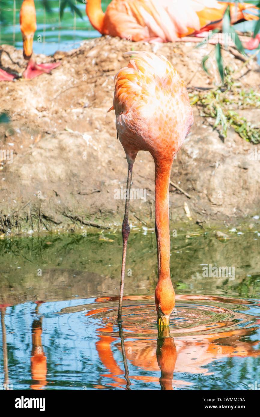 The greater flamingo, Phoenicopterus roseus, standing in water on lake ...