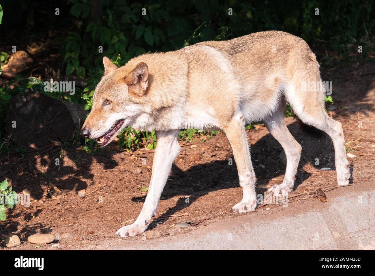 Gray wolf in forest on the green grass. The wolf, Canis lupus, also ...