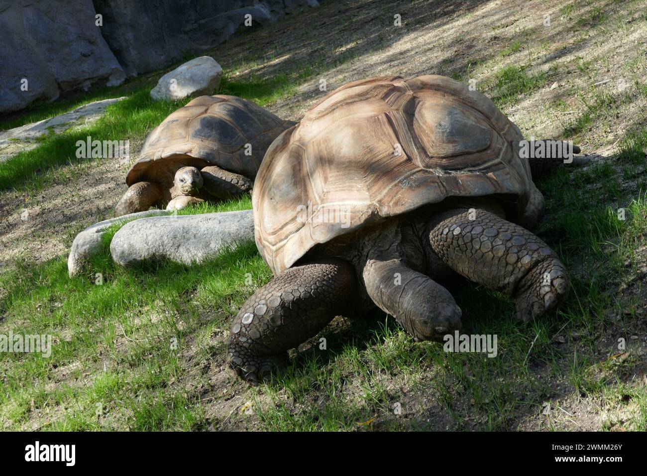 Los Angeles, California, USA 22nd February 2024 Aldabra Tortoises at LA ...