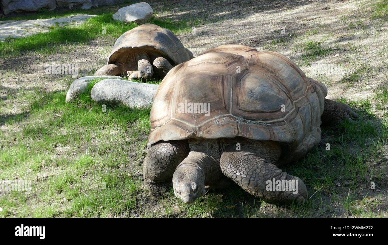 Los Angeles, California, USA 22nd February 2024 Aldabra Tortoises at LA ...