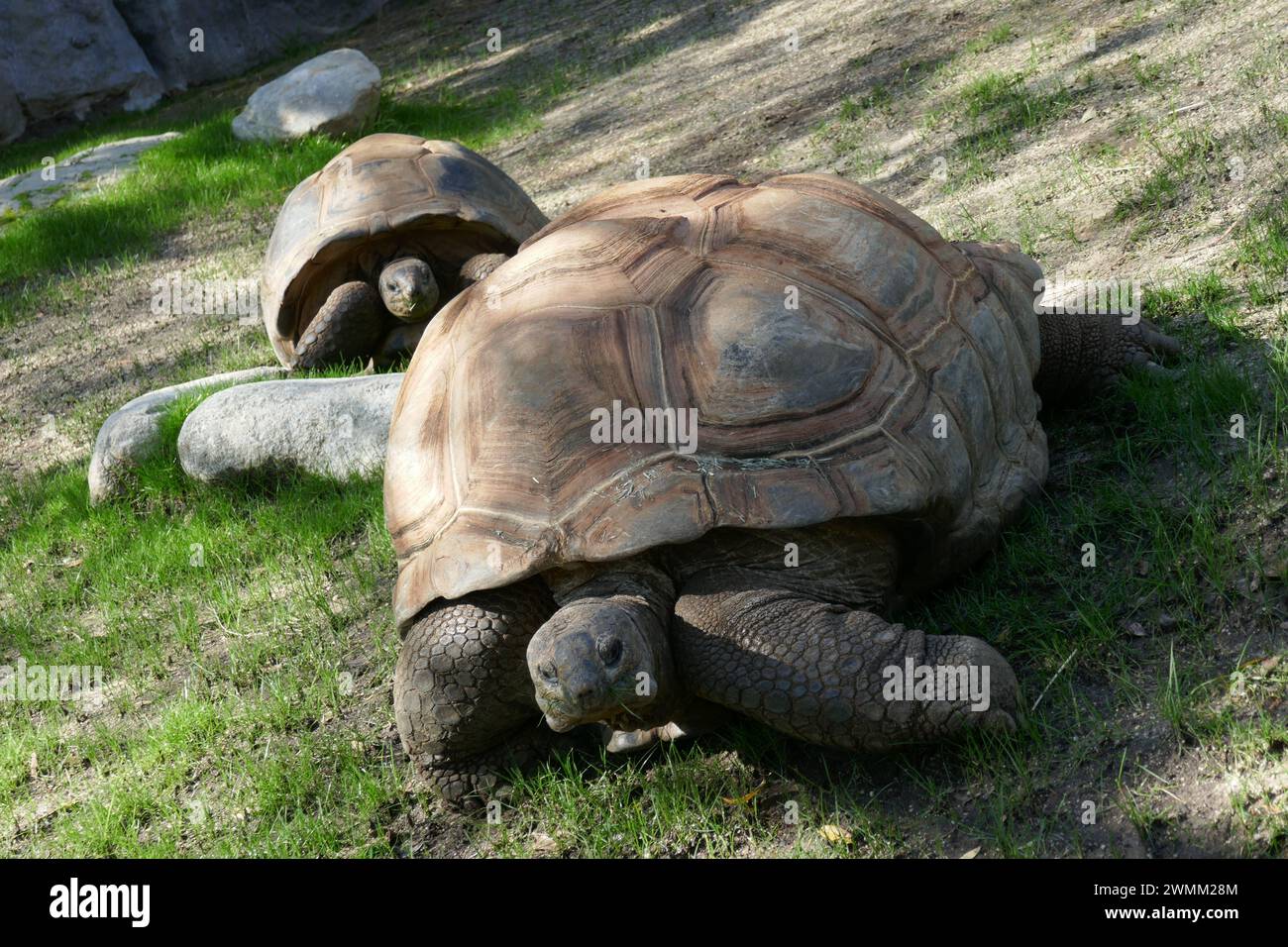 Los Angeles, California, USA 22nd February 2024 Aldabra Tortoises at LA ...