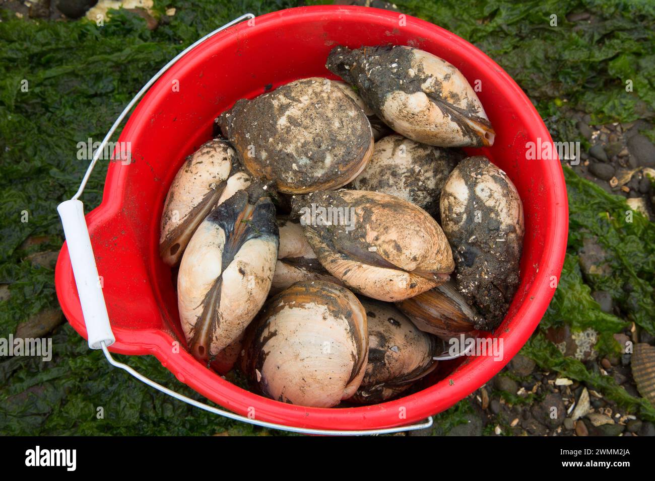 Mollusc clam hi-res stock photography and images - Alamy