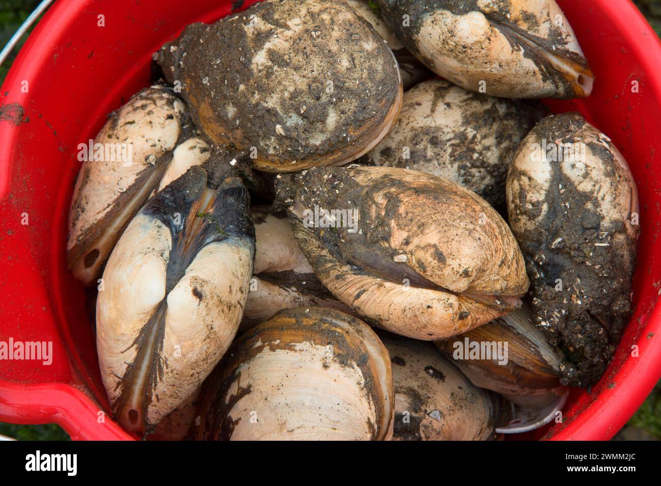 Mollusc clam hi-res stock photography and images - Alamy