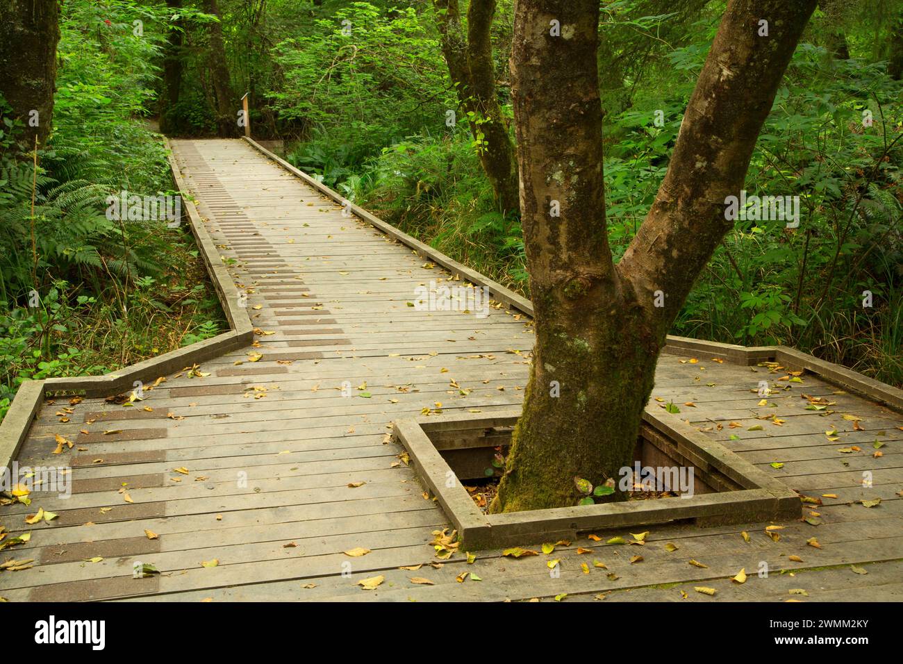 Boardwalk along Flora and Fauna Trail, Kilchis Point Reserve, Bay City ...