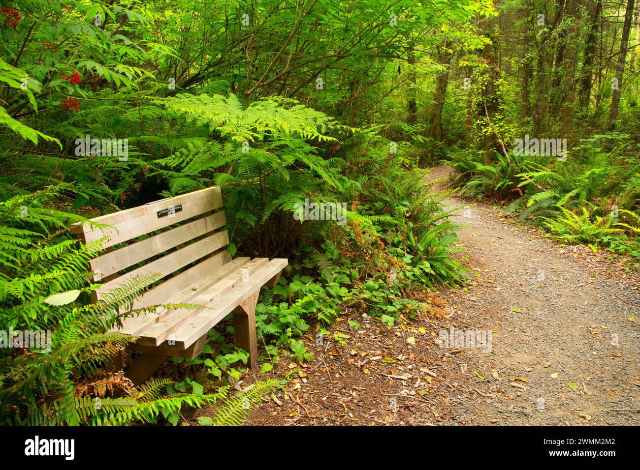 Bench along Flora and Fauna Trail, Kilchis Point Reserve, Bay City ...