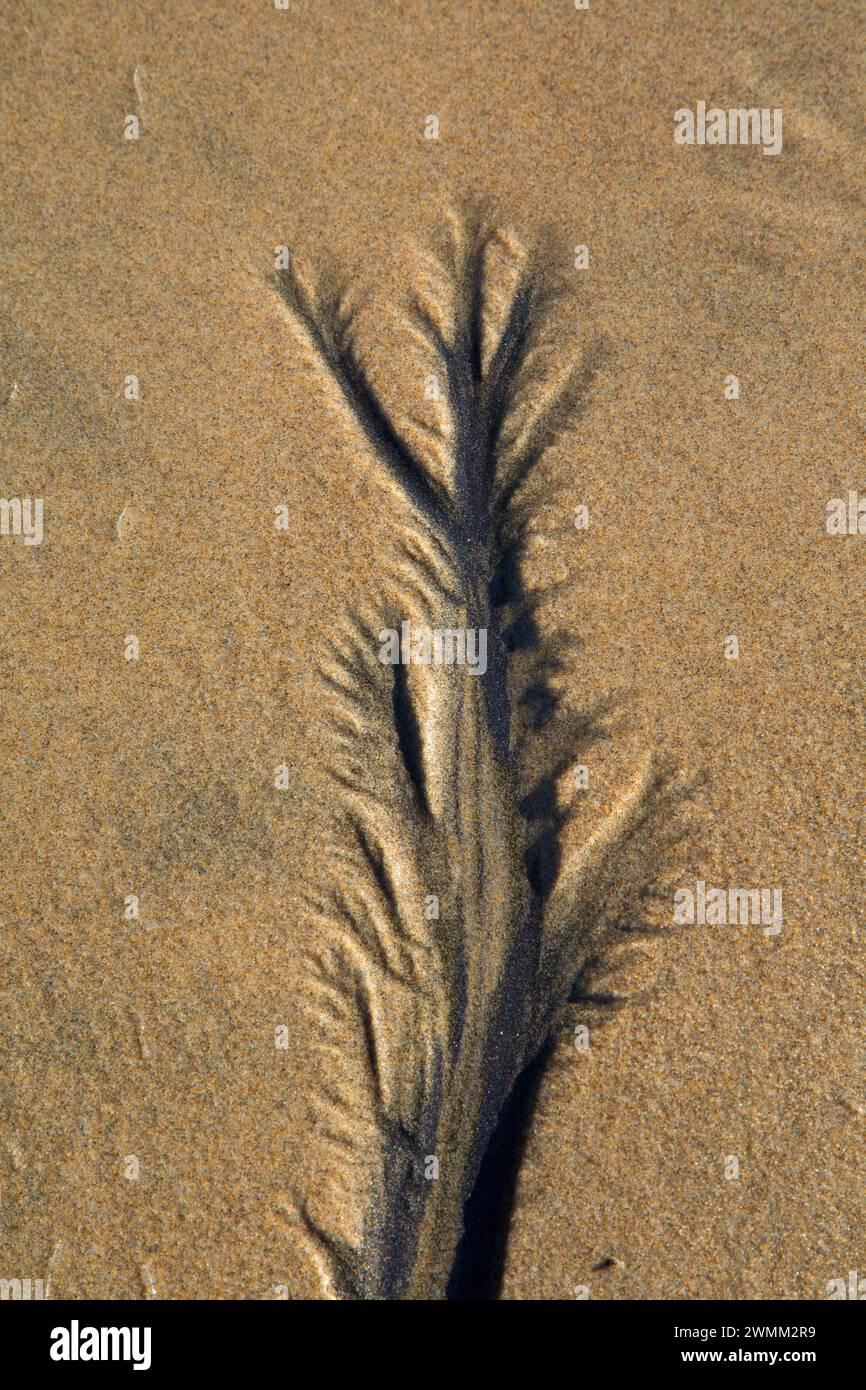 Sand patterns on beach, Oceanside State Park, Oregon Stock Photo - Alamy