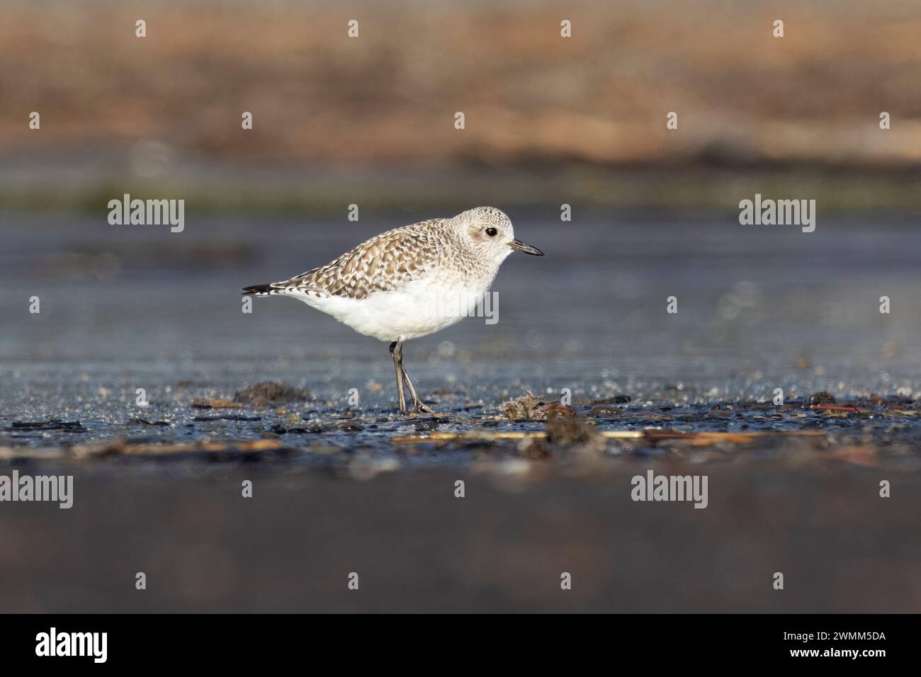 Grey Plover, Pluvialis Squatarola, Grado, Italy, Winter Stock Photo - Alamy