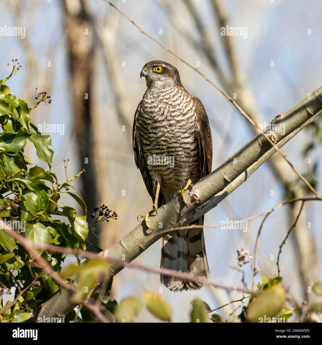 Eurasian Sparrowhawk, Accipiter Nisus, Female, North-East Italy Stock ...