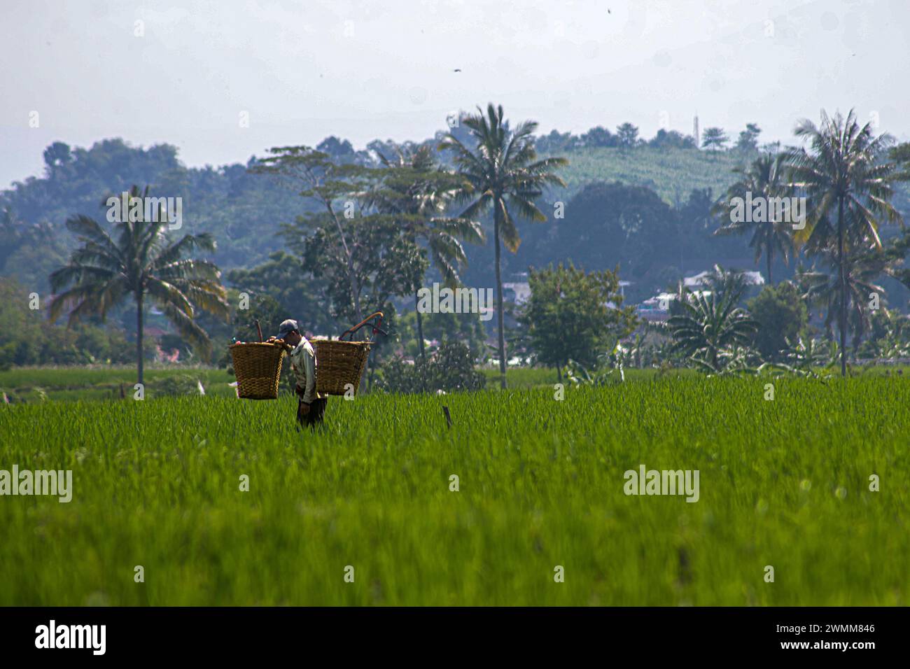 A farmer works on a rice field in Cianjur, West Java, Indonesia on ...