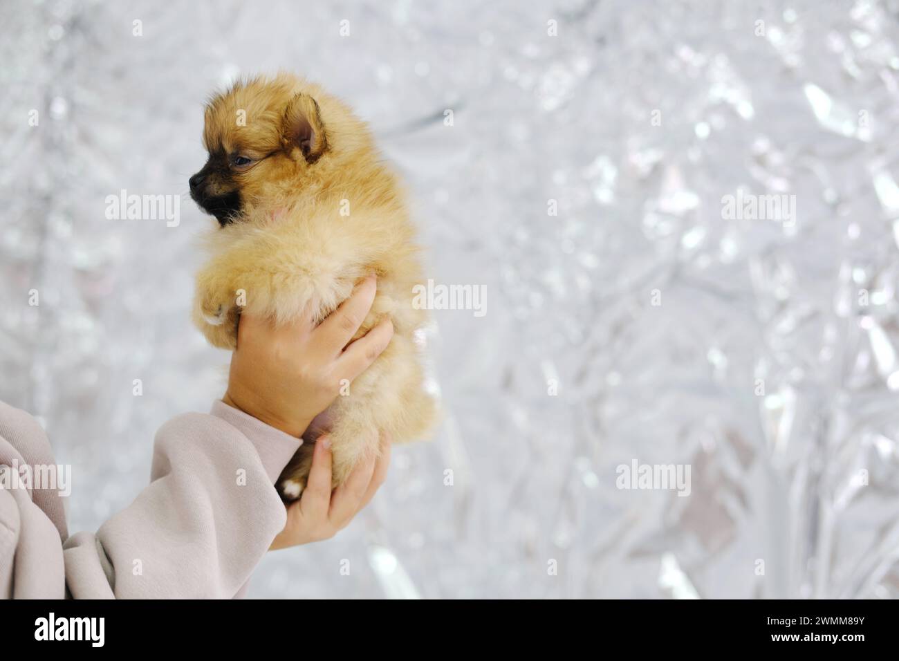 A small fluffy Pomeranian puppy is gently held by children's hands on a ...