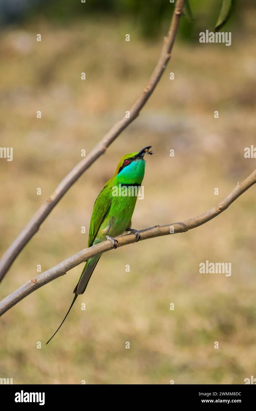 A beautiful Green Bee-Eater eating an insect on a tree branch at ...