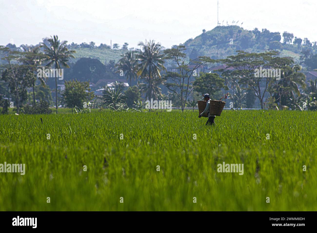 A farmer works on a rice field in Cianjur, West Java, Indonesia on ...