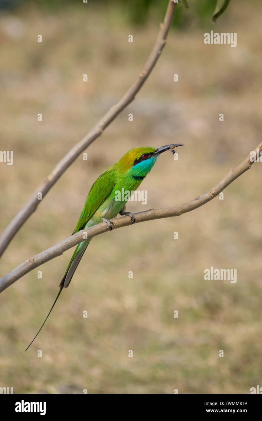 A beautiful Green Bee-Eater eating an insect on a tree branch at ...