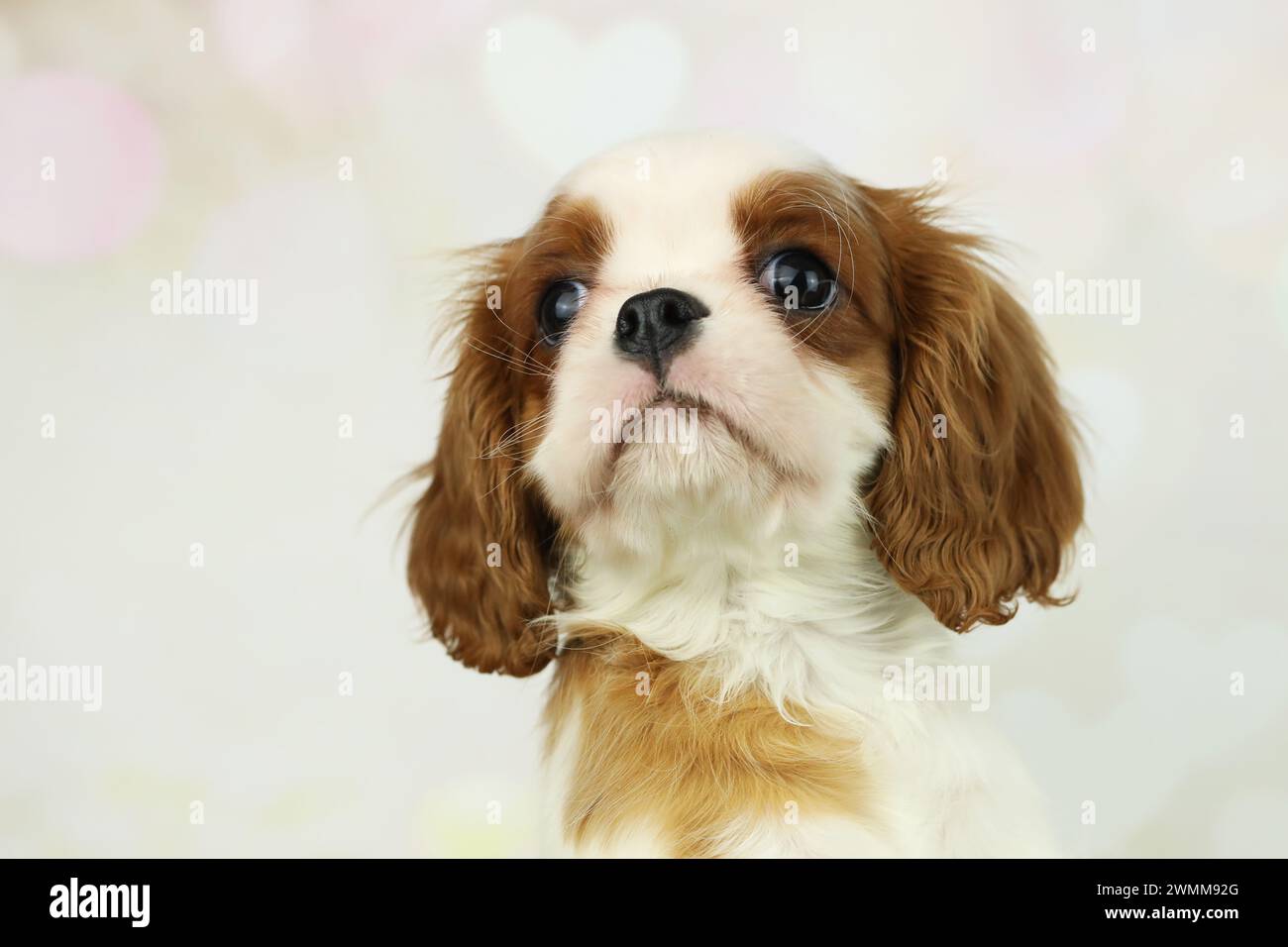 Cute cavalier King Charles spaniel puppy on light background Stock ...