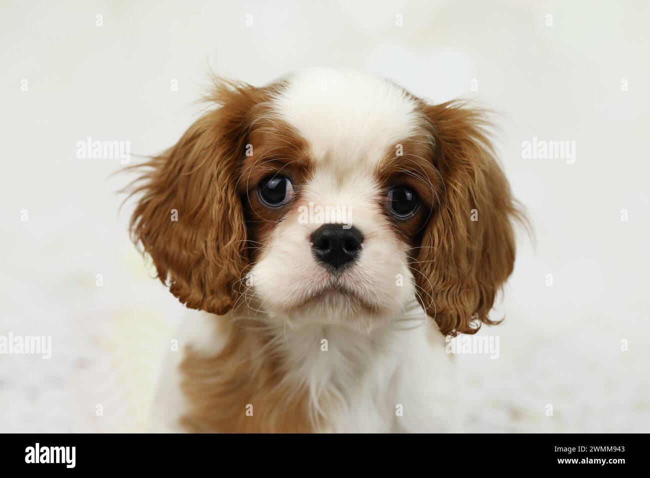 Cute cavalier King Charles spaniel puppy on light background Stock ...