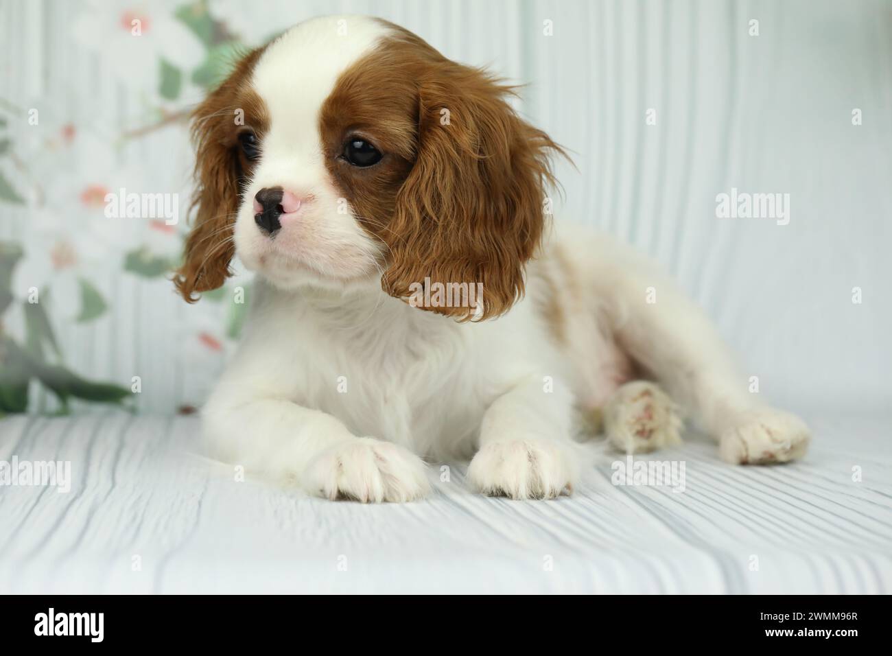 Cute cavalier King Charles spaniel puppy on light background Stock ...